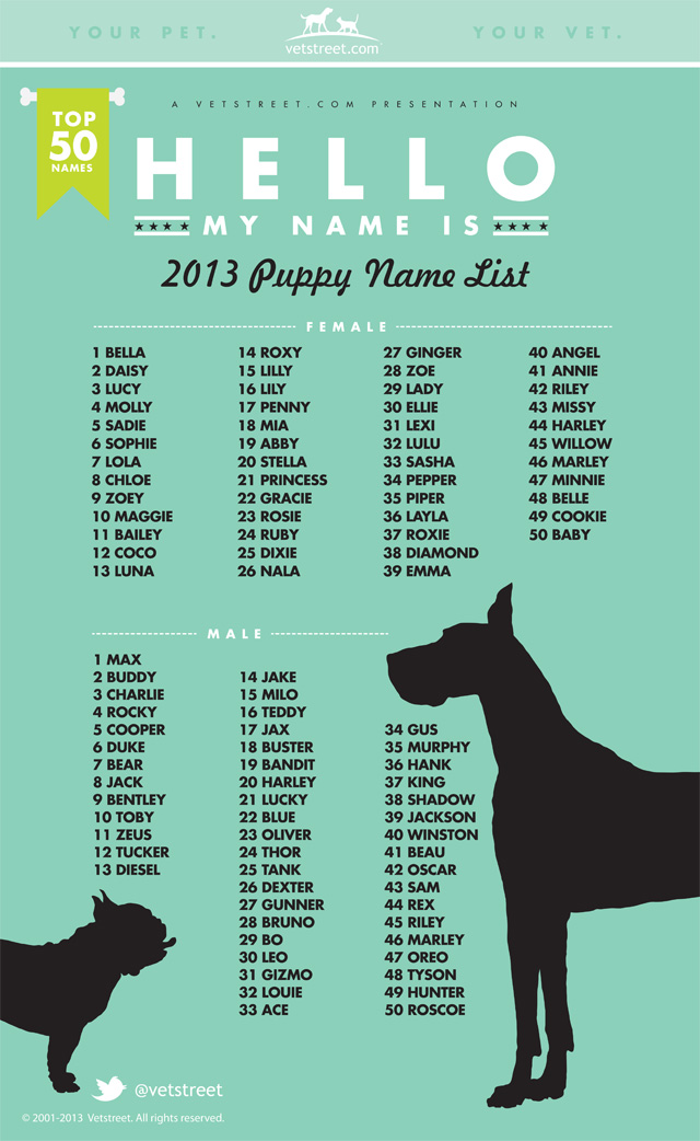 Finding The Best Names For Dogs Chasing Dog Tales Finding The Best Names For Dogs Chasing Dog Tales