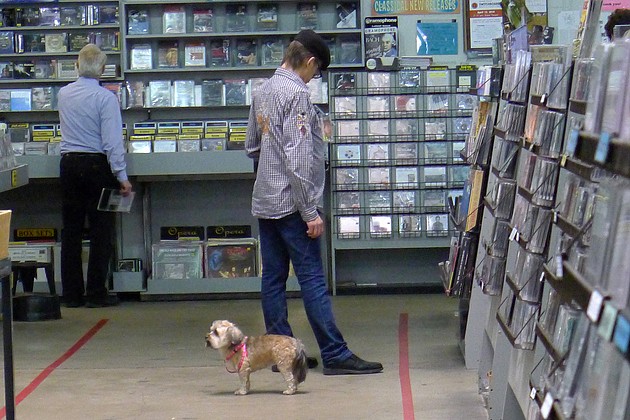 The Coolest Dogs Are San Francisco Dogs! - Chasing Dog Tales