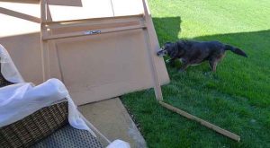 dog-biting-cardboard-box | Chasing Dog Tales